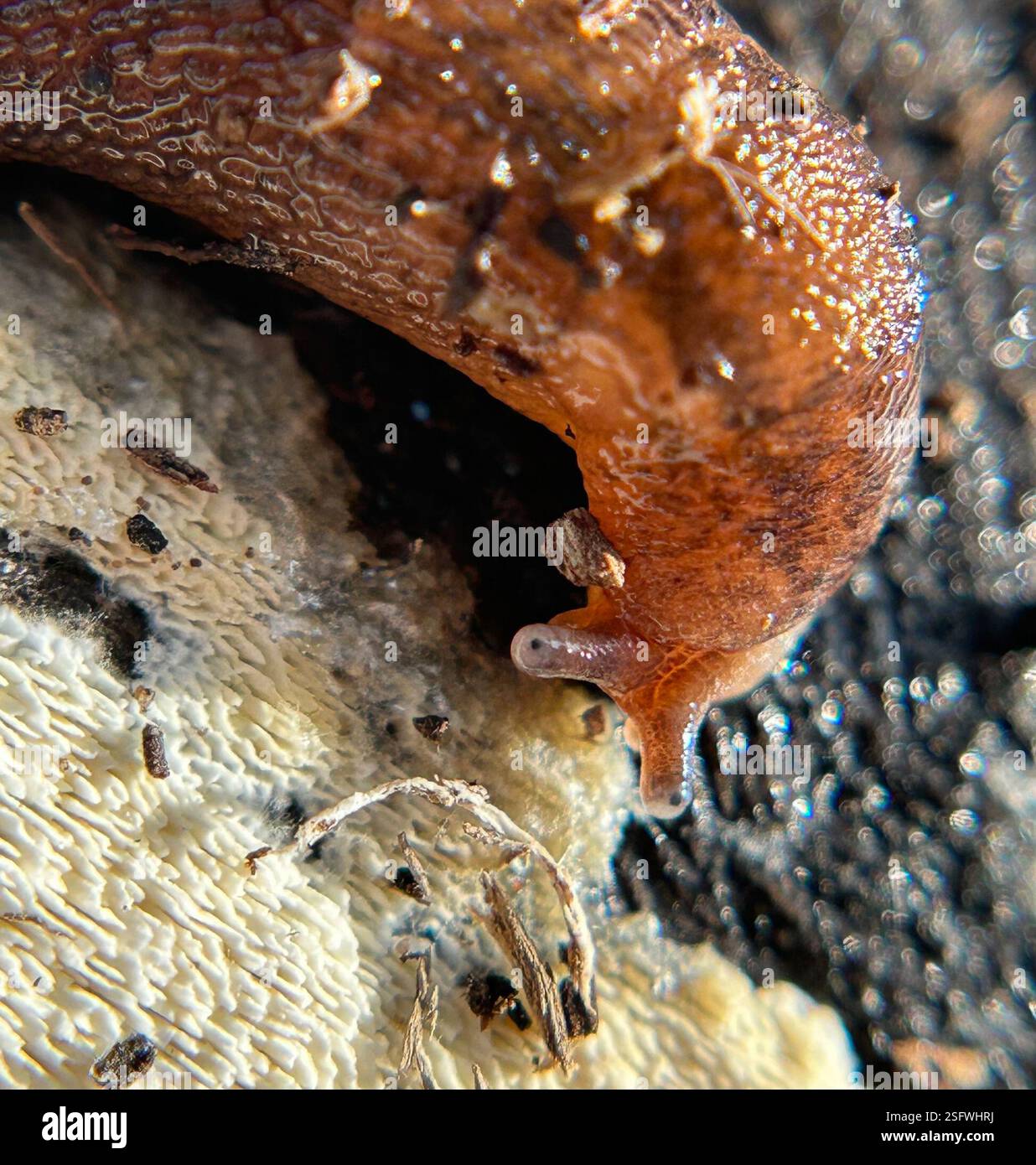 Threeband Slugs (Ambigolimax), Mollusca, Highland Dr, Los Osos, CA, US ...
