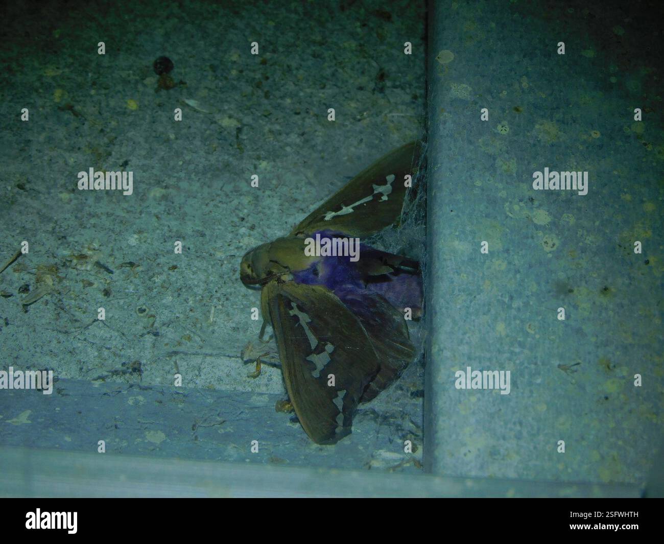 Mustard Ghost Moth (Abantiades hyalinatus), Insecta, Hobart TAS ...