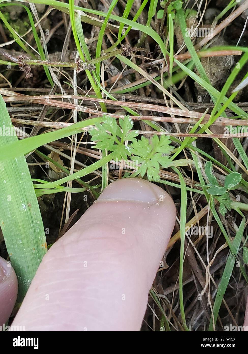 Field Parsley Piert (Alchemilla arvensis), Plantae, Sausalito, CA 94965 ...