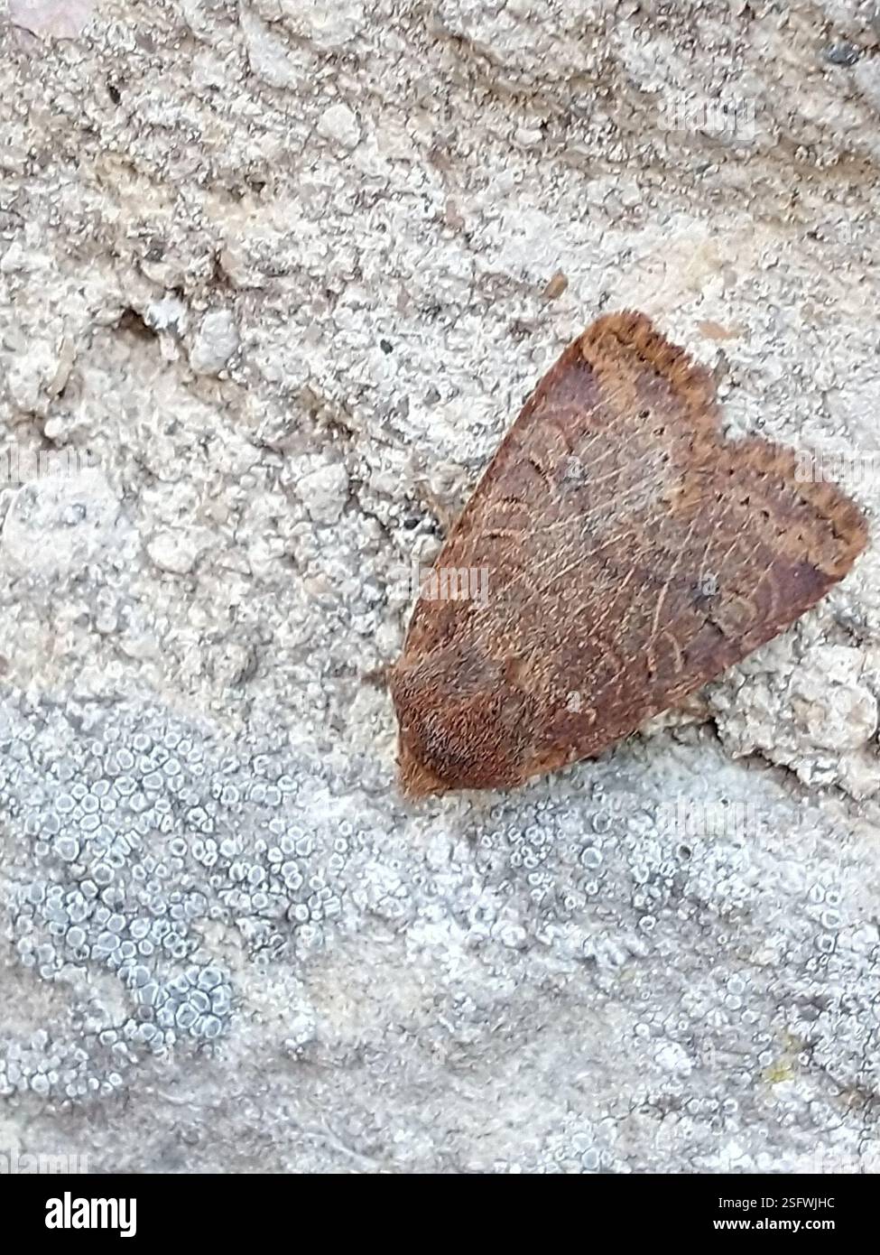 The Chestnut (Conistra vaccinii), Insecta, Stable, Bath BA2 9BW, UK ...