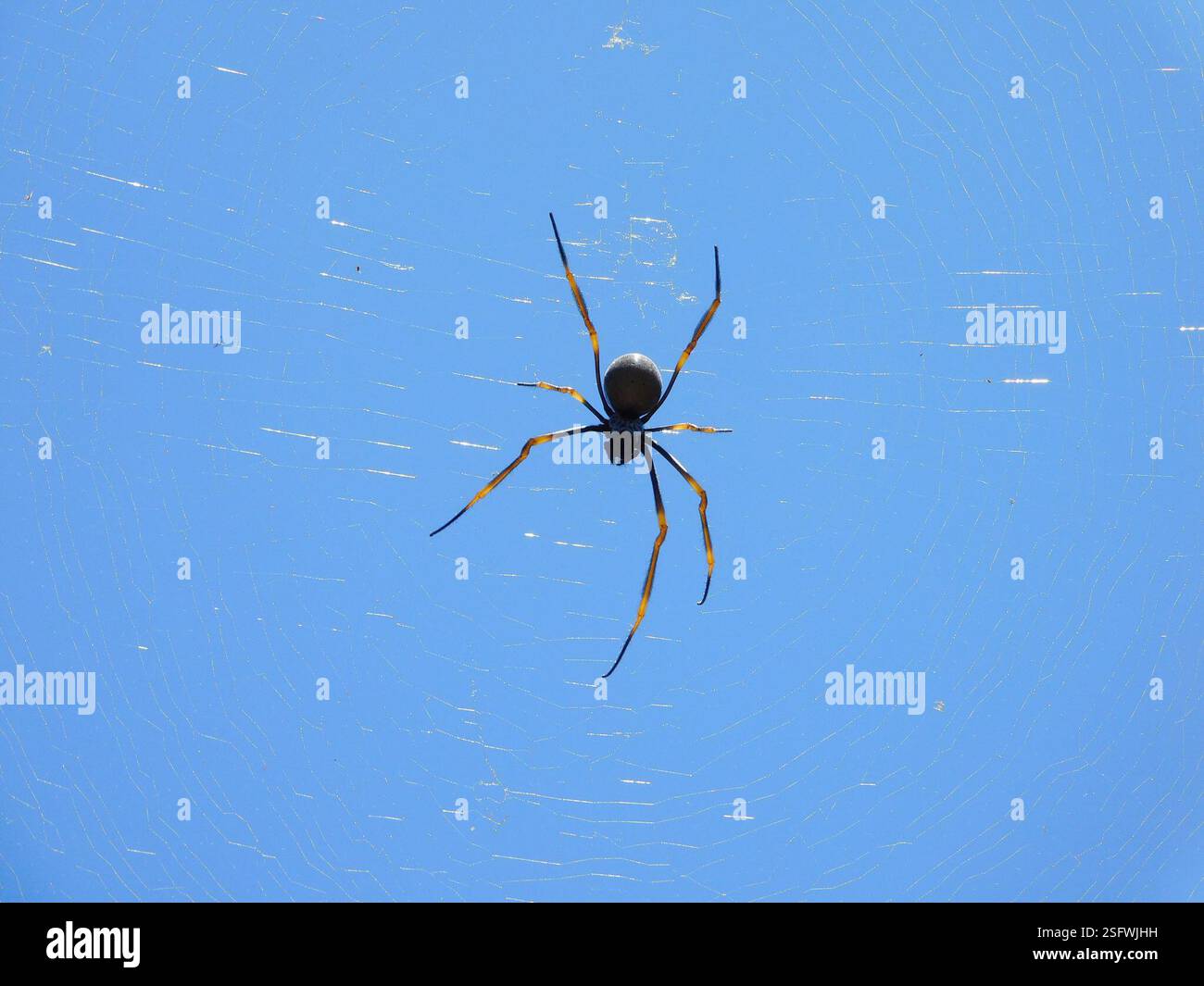 Tiger Spider (Trichonephila plumipes), Arachnida, Brisbane QLD ...