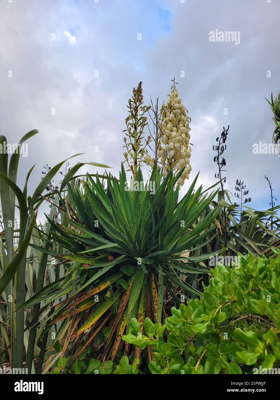 moundlily yucca (Yucca gloriosa), Plantae, Greymouth 7805, New Zealand ...