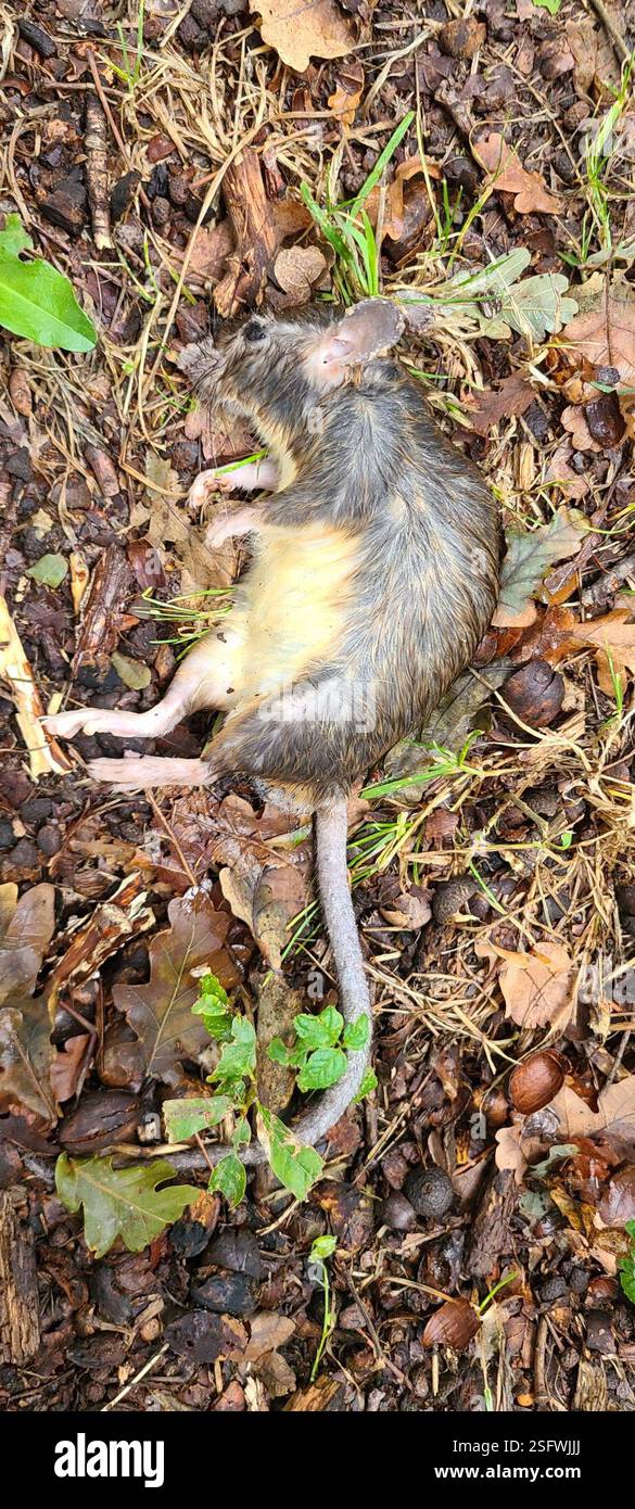 Black Rat (Rattus rattus), Mammalia, Christchurch Central City ...