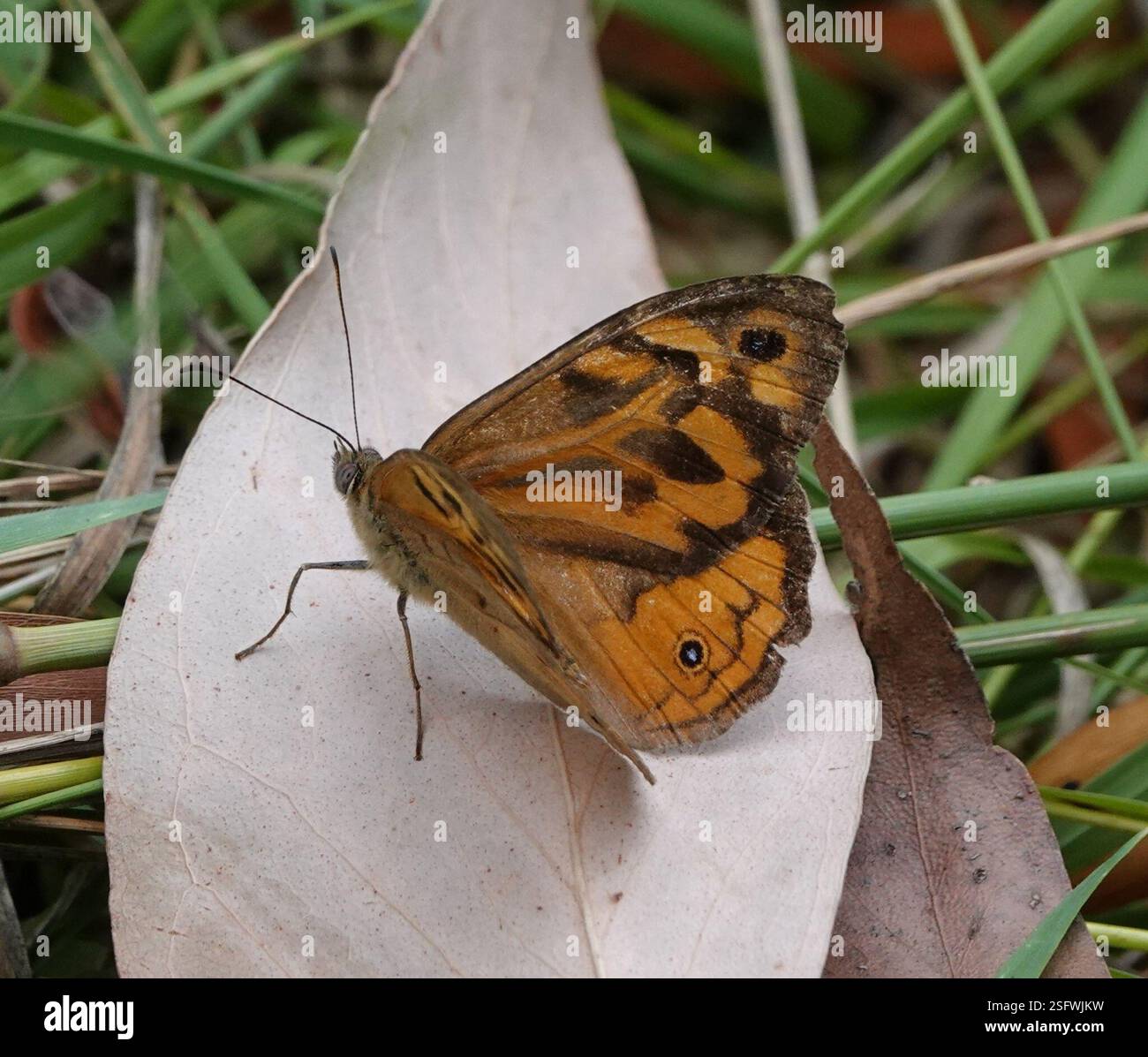 Common Brown (Heteronympha merope), Insecta, Bayswater VIC 3153 ...
