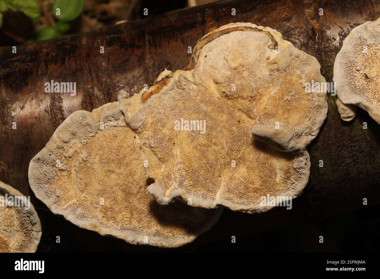 Thin-walled Maze Polypore (Daedaleopsis confragosa), Fungi, Sefton Park ...