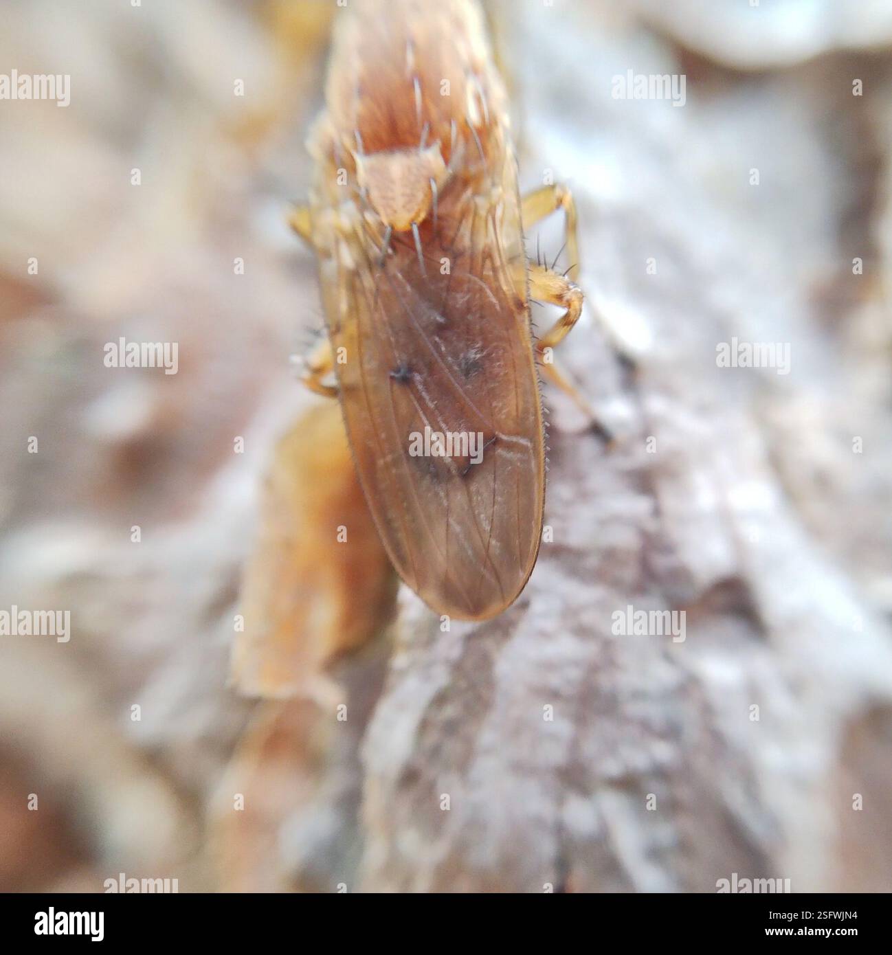 (Suillia gigantea), Insecta, 1444 Bistritsa, Bulgaria, Unfortunately it ...
