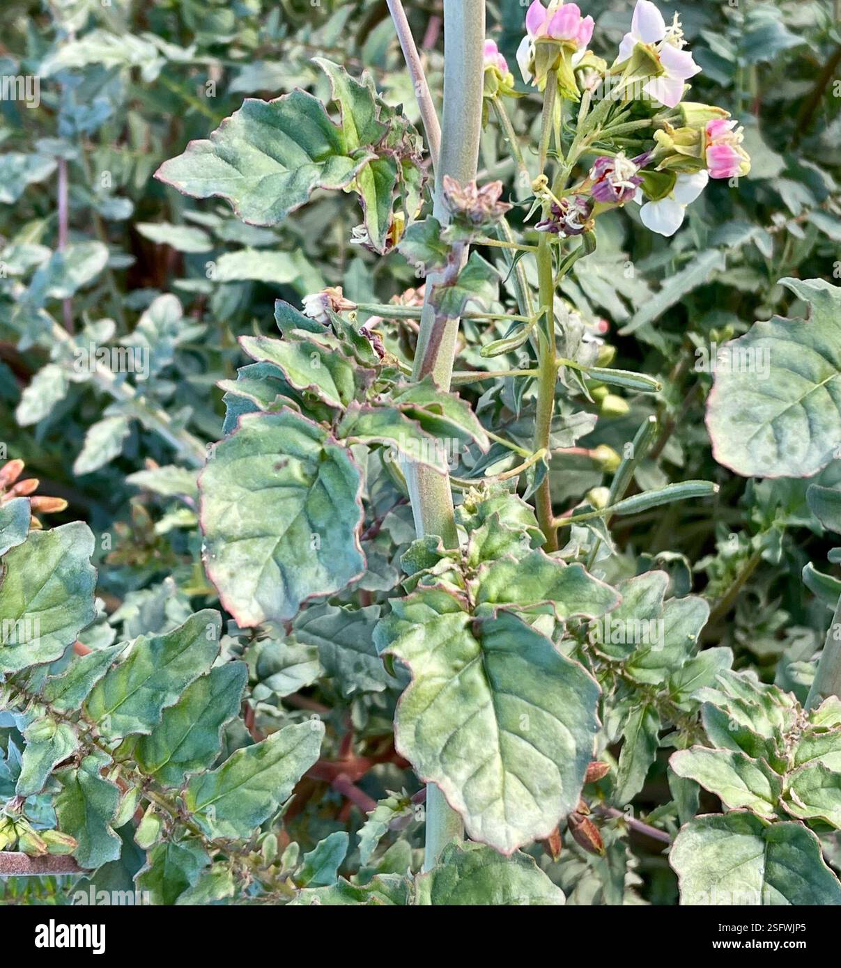 Browneyes (Chylismia claviformis), Plantae, Santa Rosa and San Jacinto ...