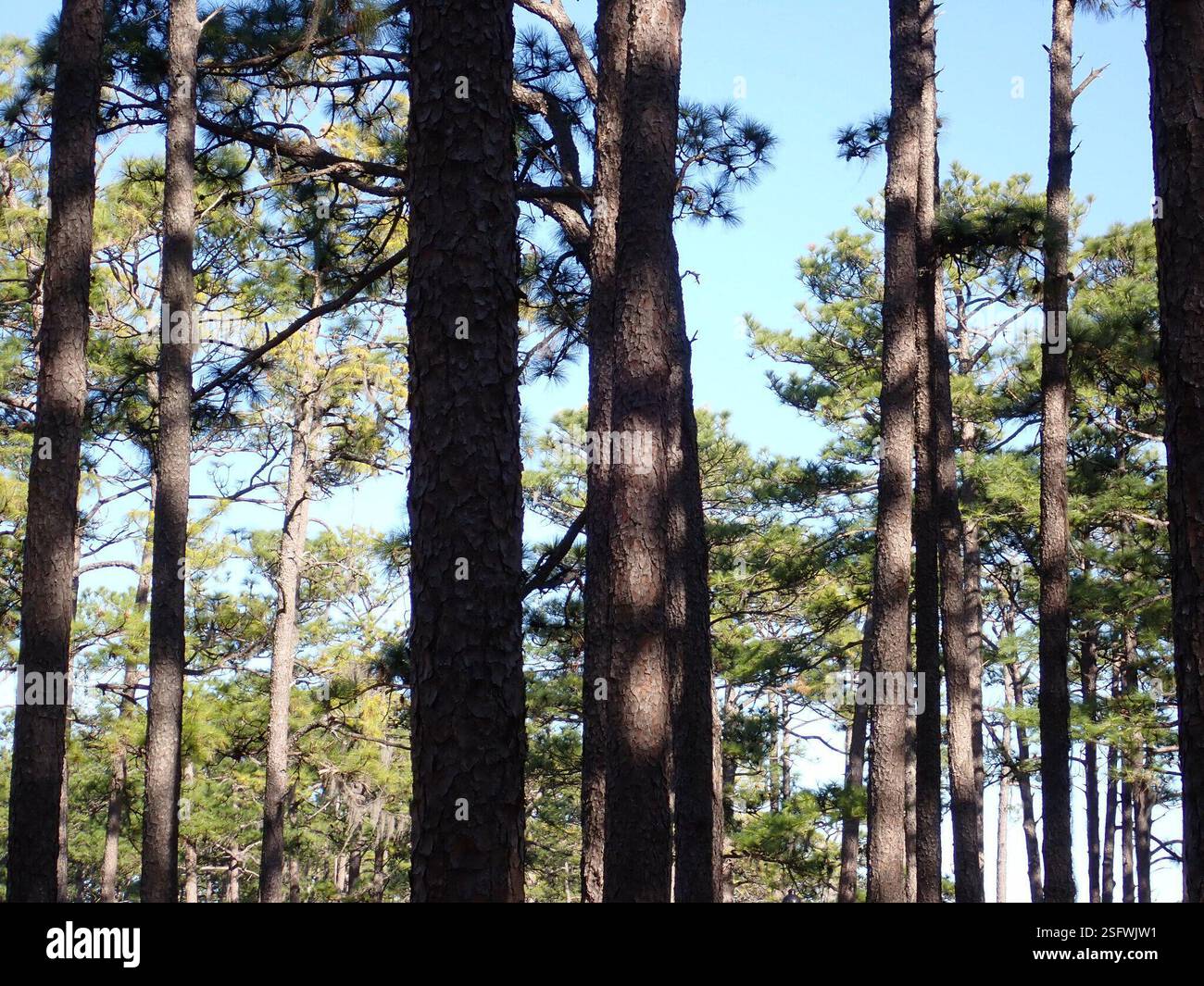 longleaf pine (Pinus palustris), Plantae, North Carolina, US Stock ...