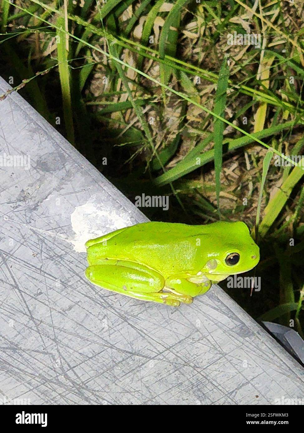 Australian Green Tree Frog (Ranoidea caerulea), Amphibia, Bouldercombe ...