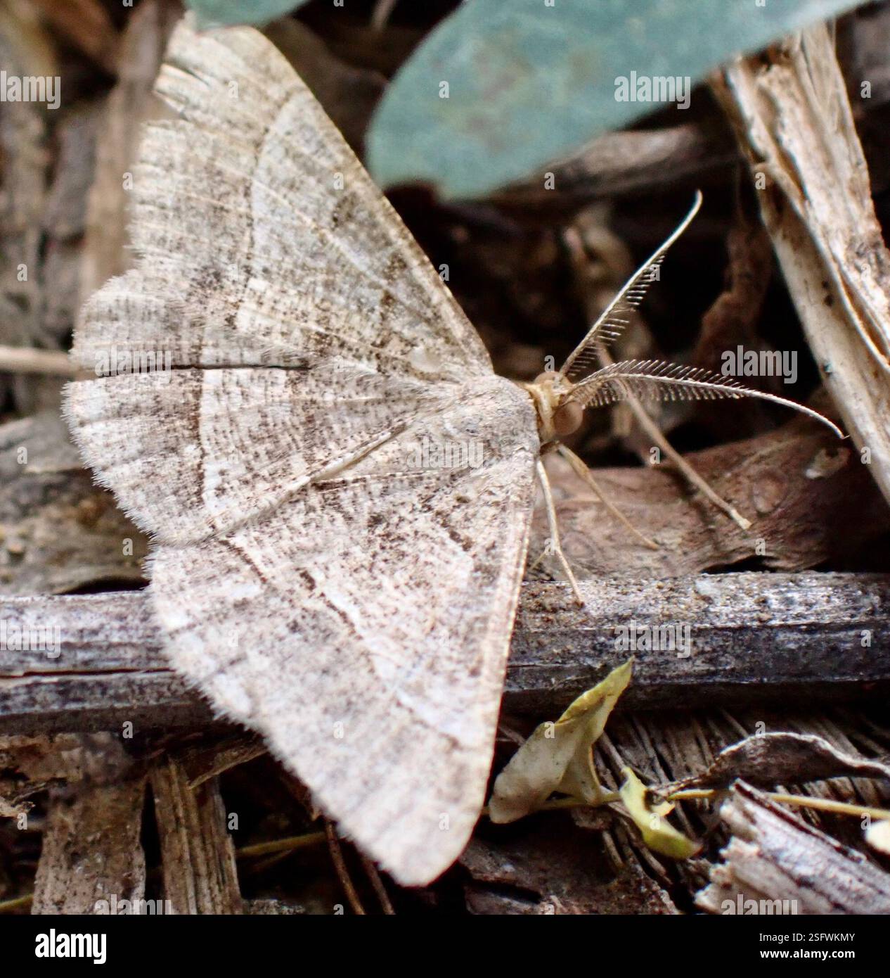 Peahen Moth (Isturgia deerraria), Insecta, Santo Antão, Cape Verde, CV ...
