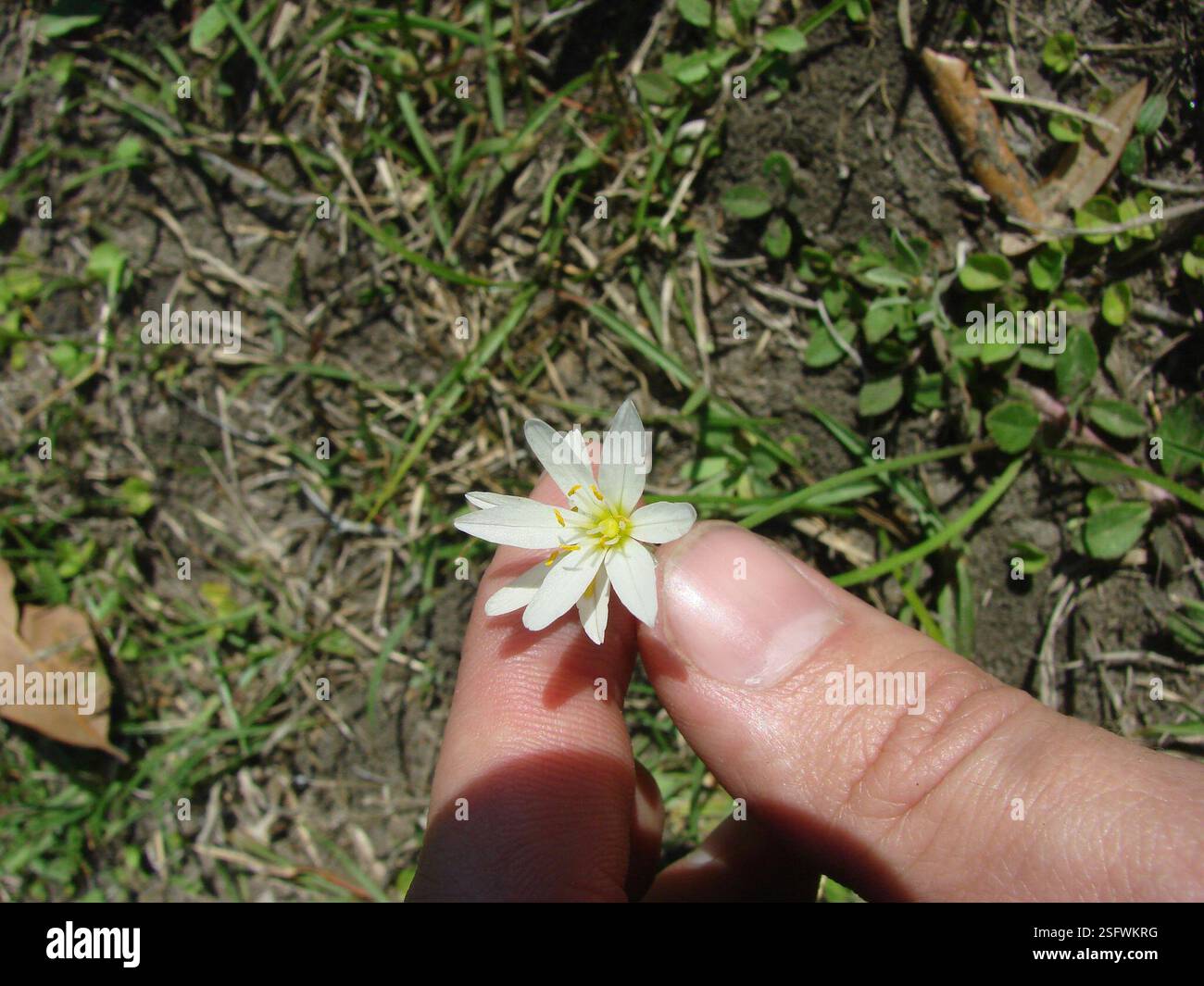 crowpoison (Nothoscordum bivalve), Plantae, Georgia, US Stock Photo - Alamy