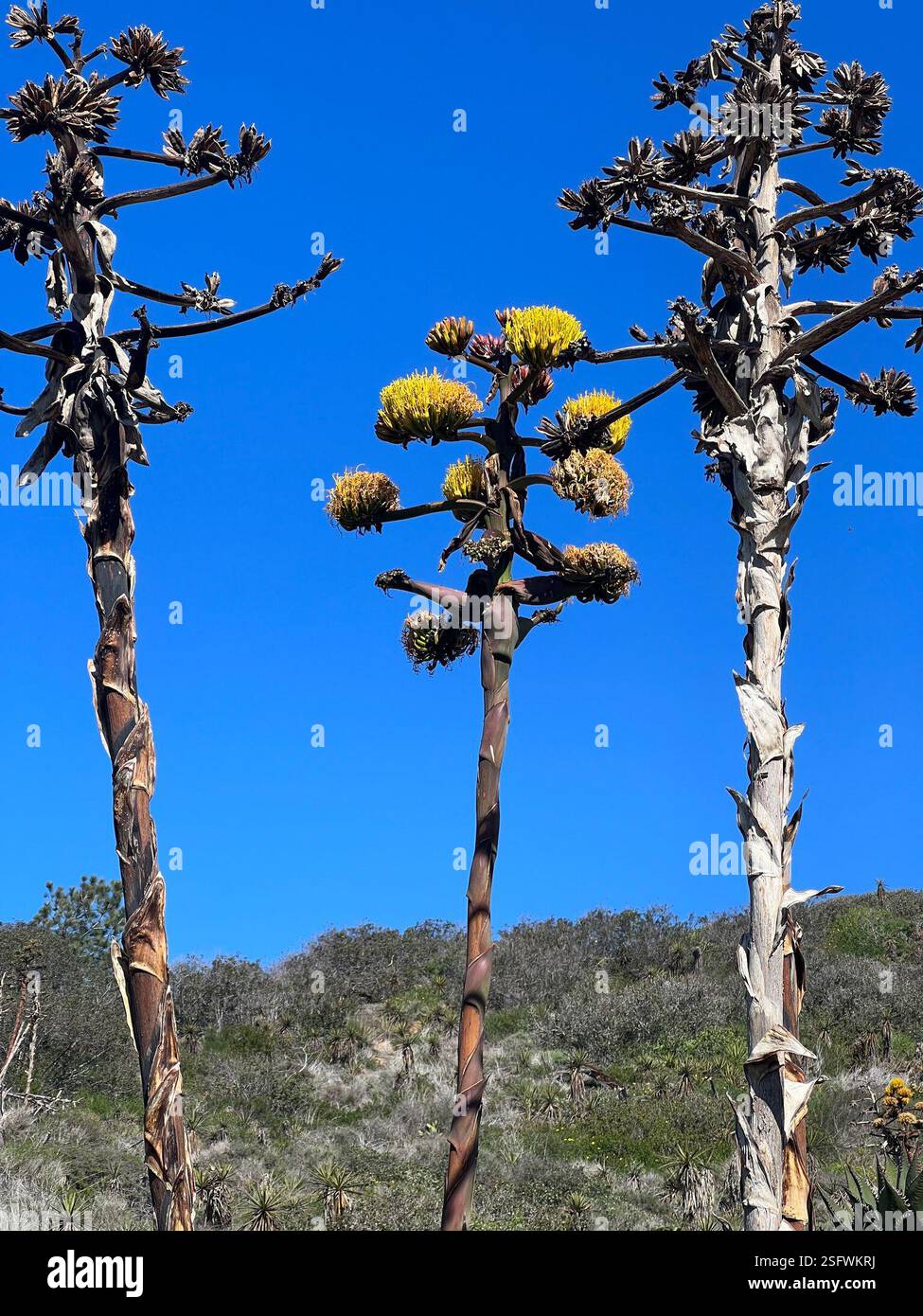 Shaw's Agave (Agave shawii), Plantae, Torrey Pines State Natural ...