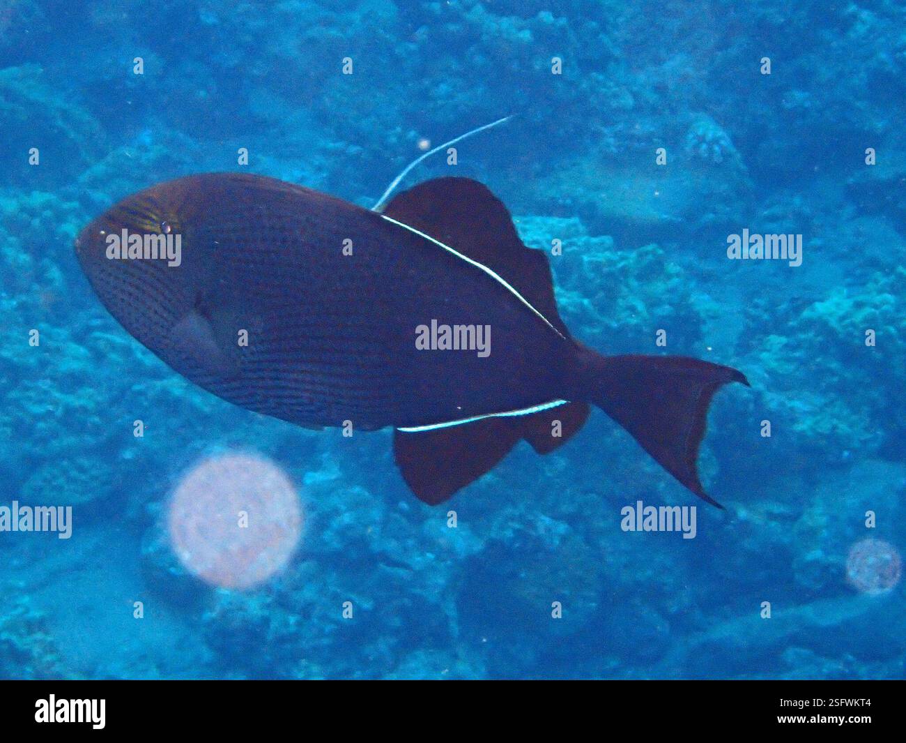 Black Triggerfish (Melichthys niger), Actinopterygii, Maui, HI 96708, USA, Snorkeling at ...