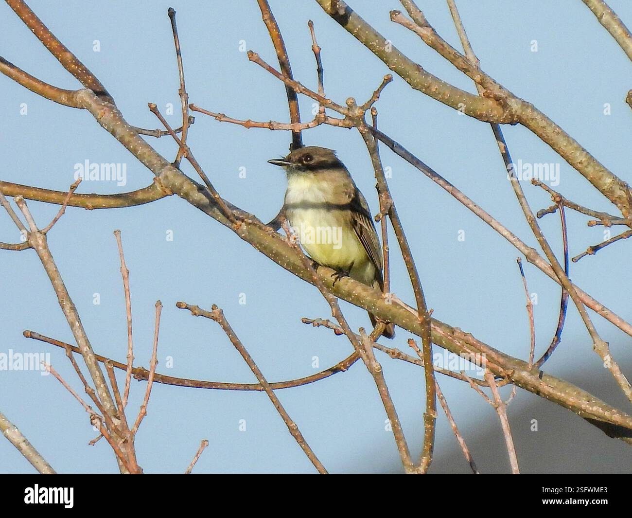 Eastern Phoebe (Sayornis phoebe), Aves, Reserve Wetlands, Clear Lake ...