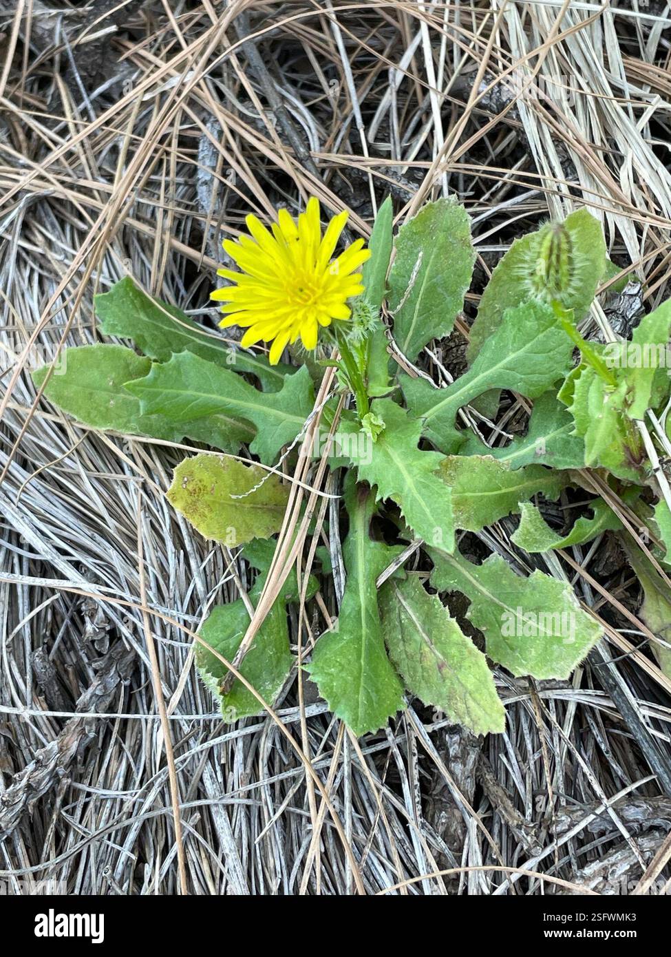 False Hawkbit (Urospermum picroides), Plantae, Santo Antão, Cape Verde ...