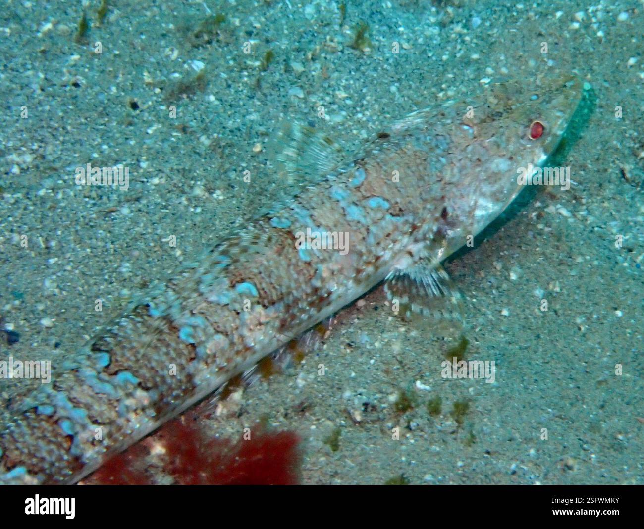 Red Lizardfish (Synodus synodus), Actinopterygii, São Vicente, Mindelo ...
