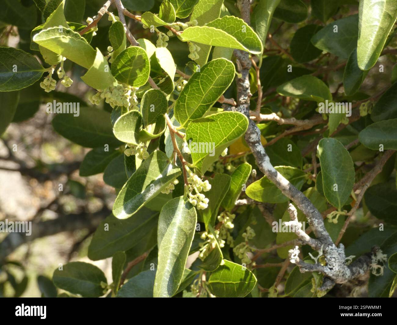 (Azara celastrina), Plantae, Talca, Maule, Chile Stock Photo - Alamy