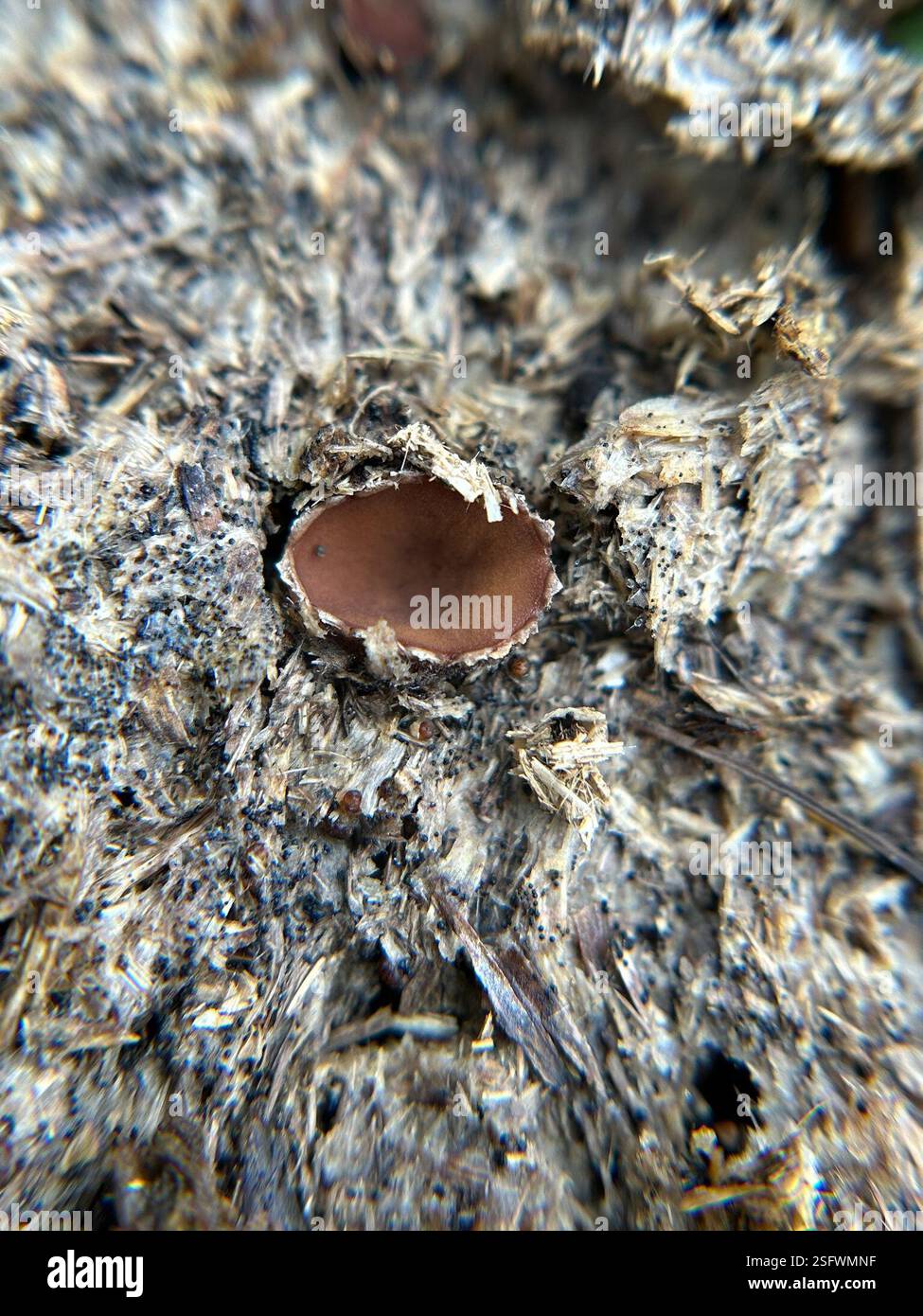 Operculate Ascomycetes (Pezizomycetes), Fungi, El Chorro Regional Park ...