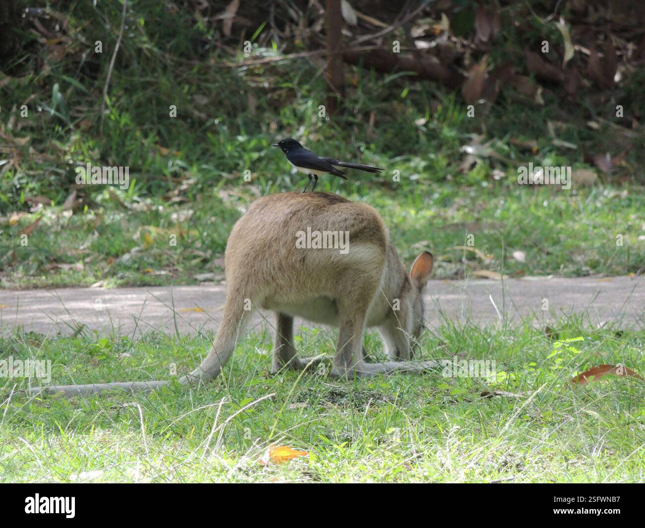 Agile Wallaby (Notamacropus agilis), Mammalia, Nitmiluk NT 0852 ...
