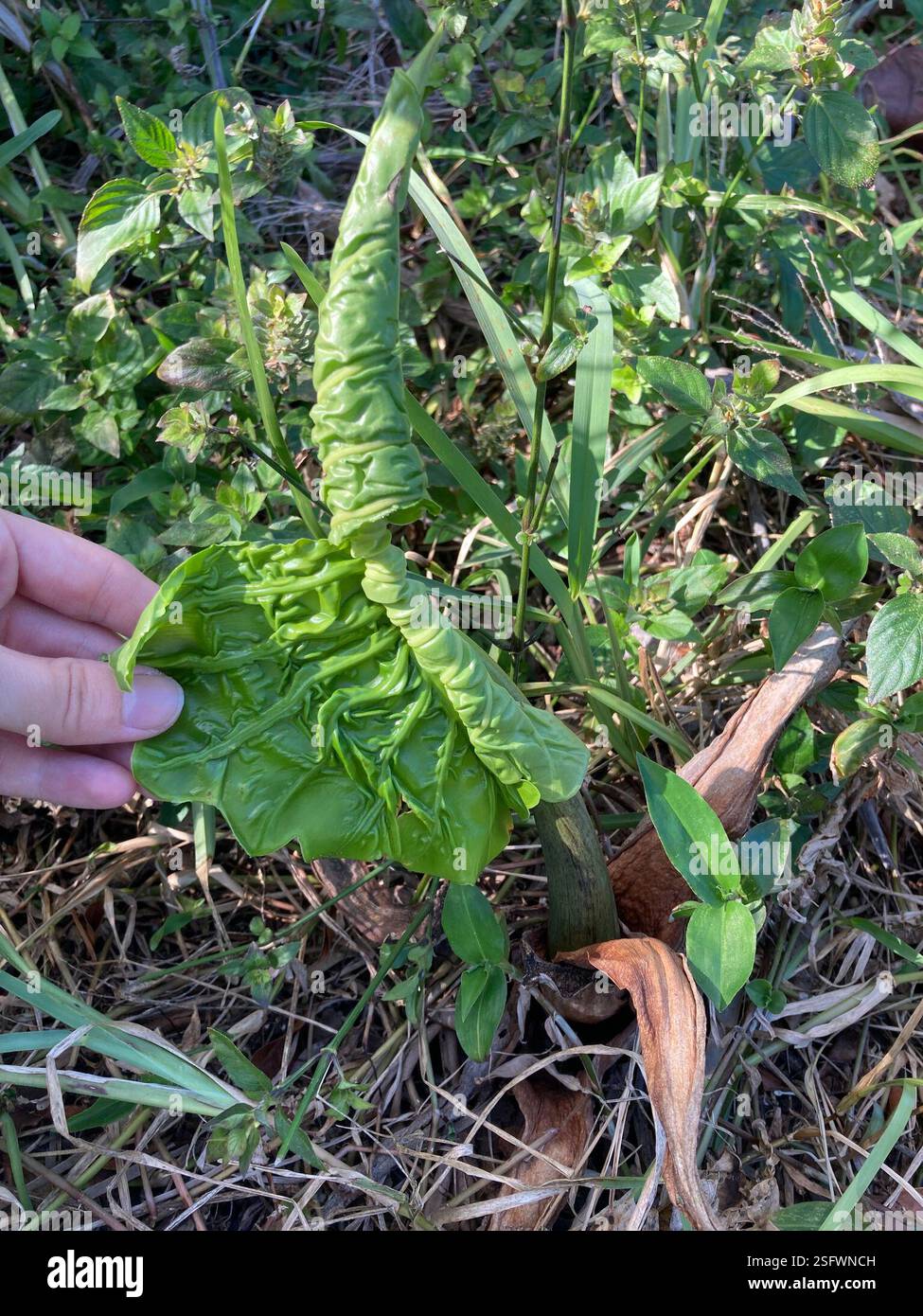 arum family (Araceae), Plantae, Broward College South Campus, Pembroke ...