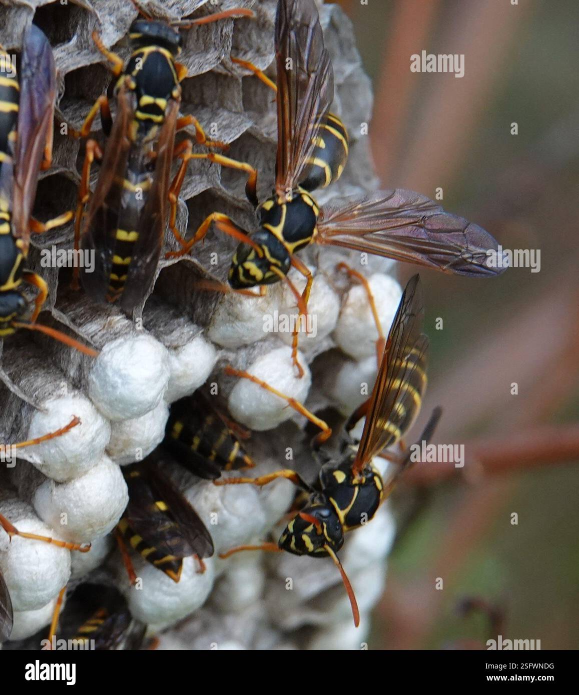 Asian Paper Wasp (Polistes chinensis), Insecta, Heathmont, Melbourne ...