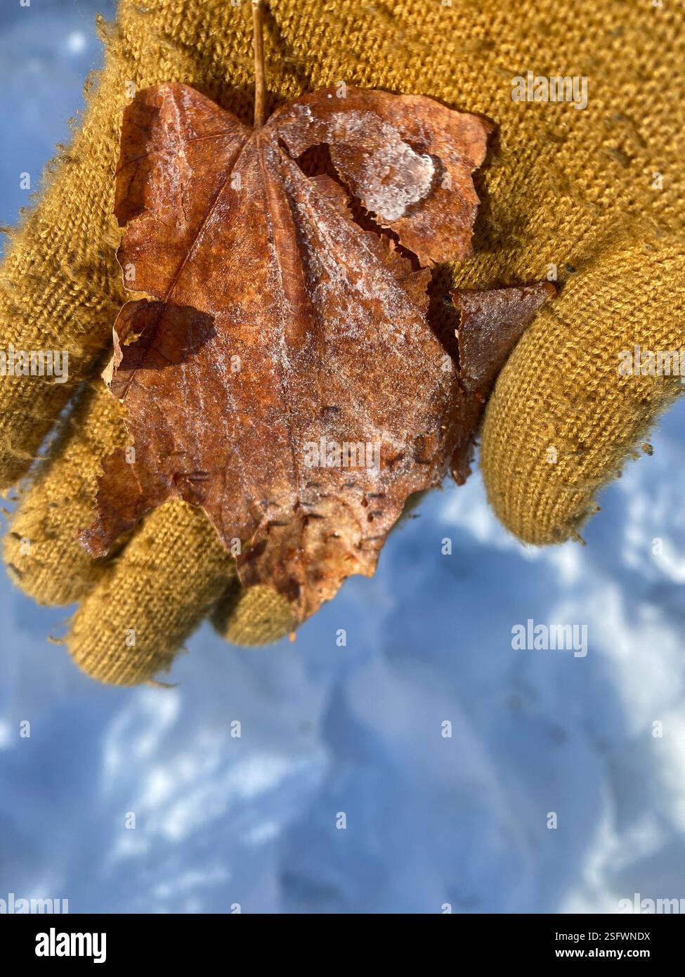 Maple Spindle Gall Mite (Vasates aceriscrumena), Arachnida, Silver Bay ...