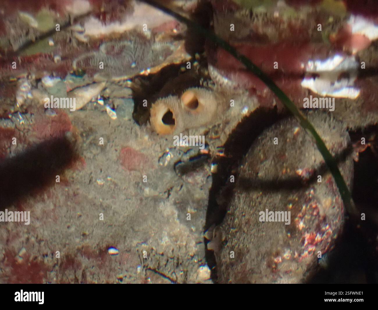 Northwest Ugly Clam (Entodesma navicula), Mollusca, Capital, British ...