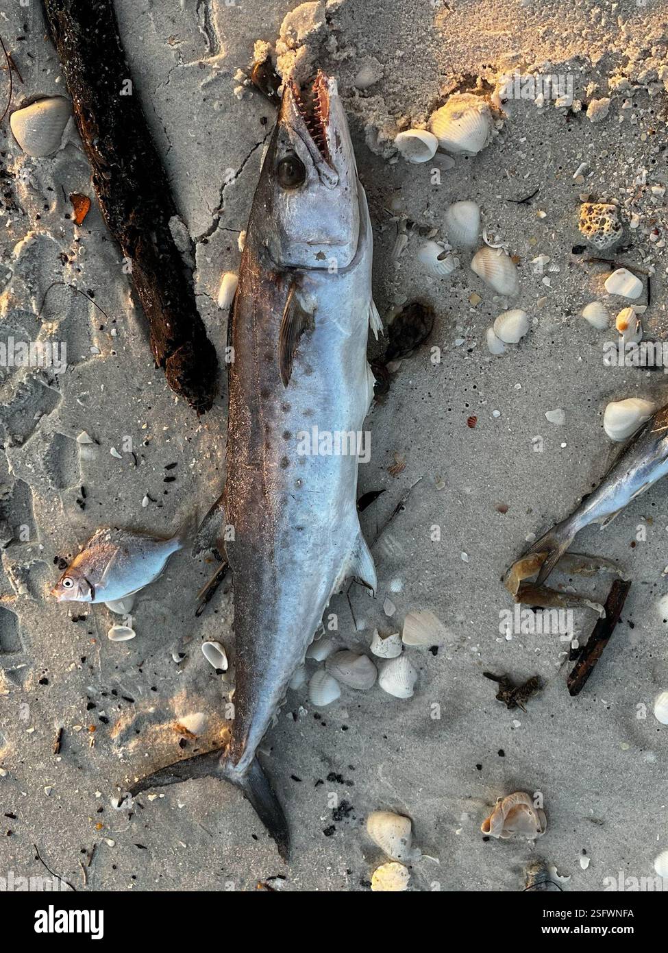 Atlantic Spanish Mackerel (Scomberomorus maculatus), Actinopterygii ...