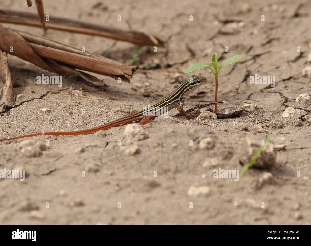 Common Spotted Whiptail (Aspidoscelis gularis), Reptilia, 88865 Tamps ...
