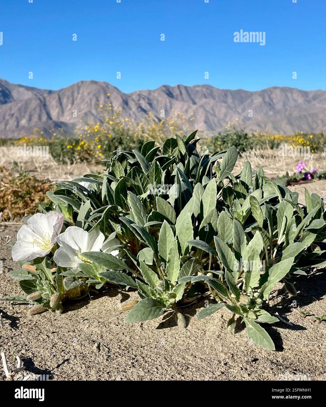 Annual Evening Primrose (Oenothera deltoides deltoides), Plantae ...