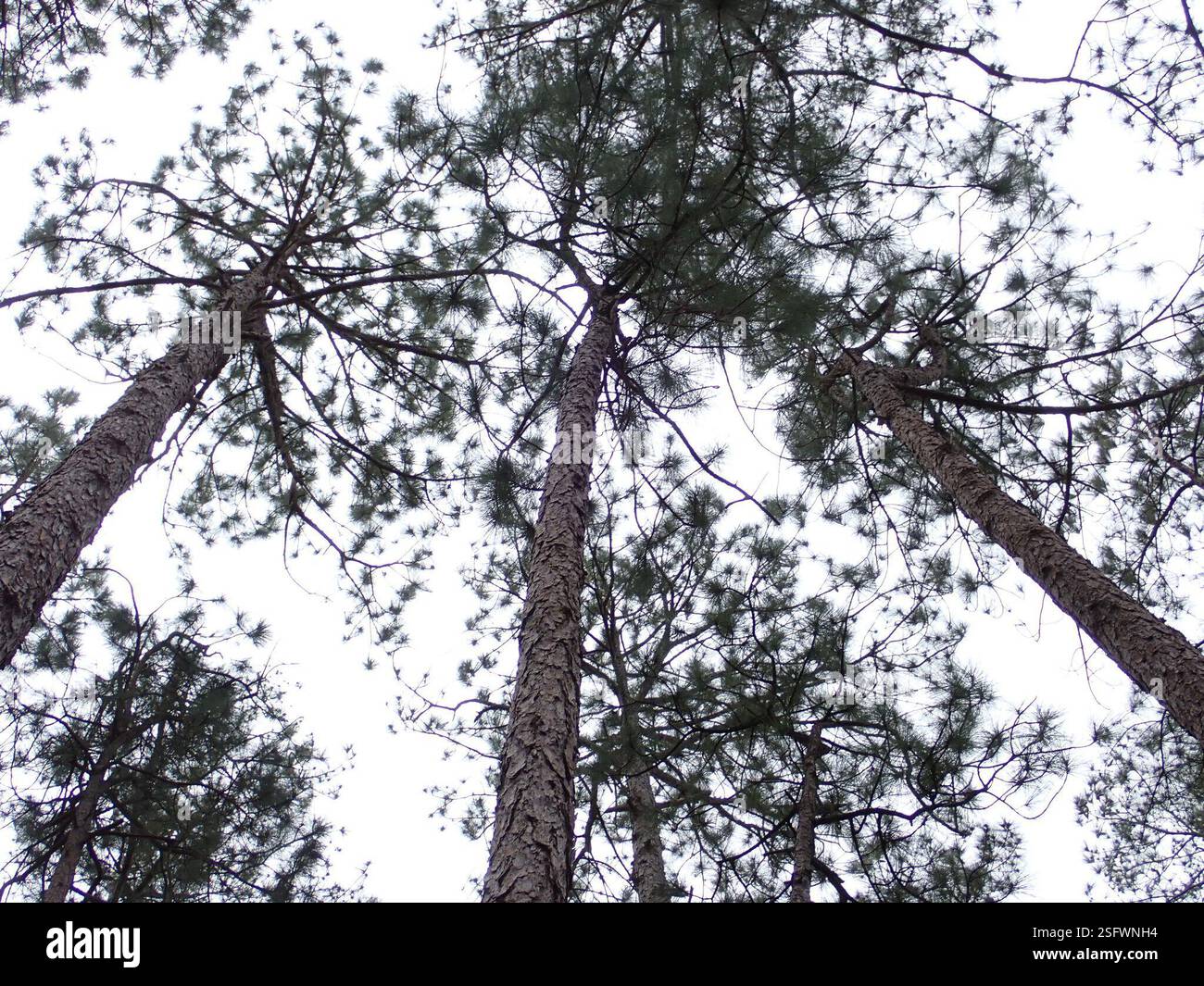 longleaf pine (Pinus palustris), Plantae, North Carolina, US Stock ...