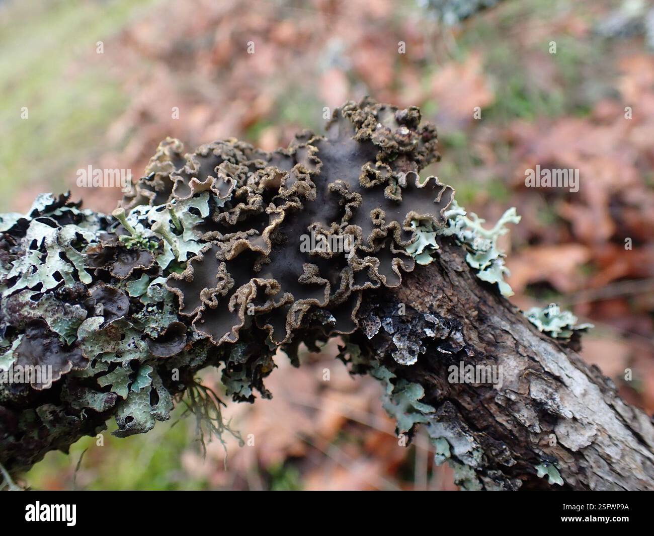 tree pelt lichen (Peltigera collina), Fungi, Colwood, BC, Canada Stock ...