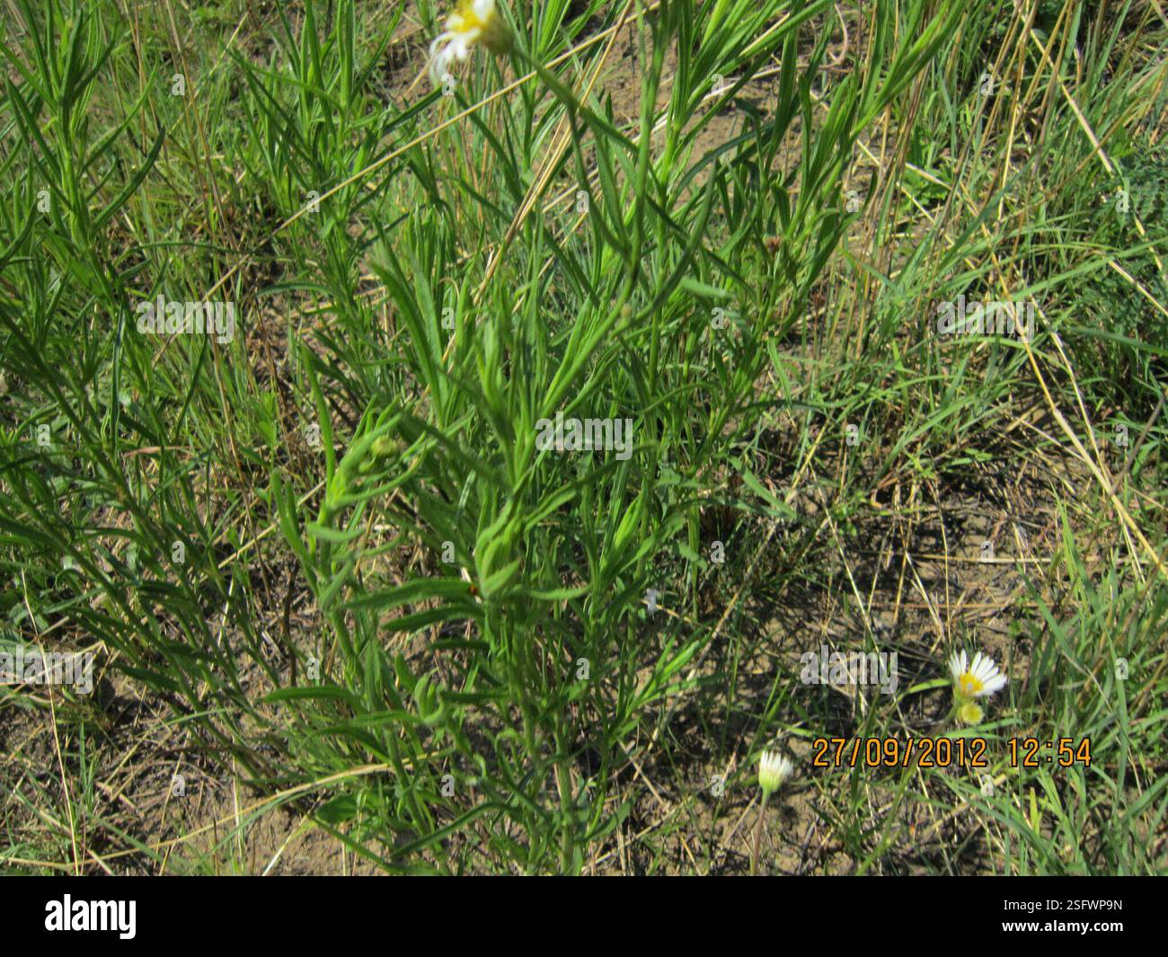 (Afroaster pleiocephalus), Plantae, Giants Castle Game Reserve, South ...
