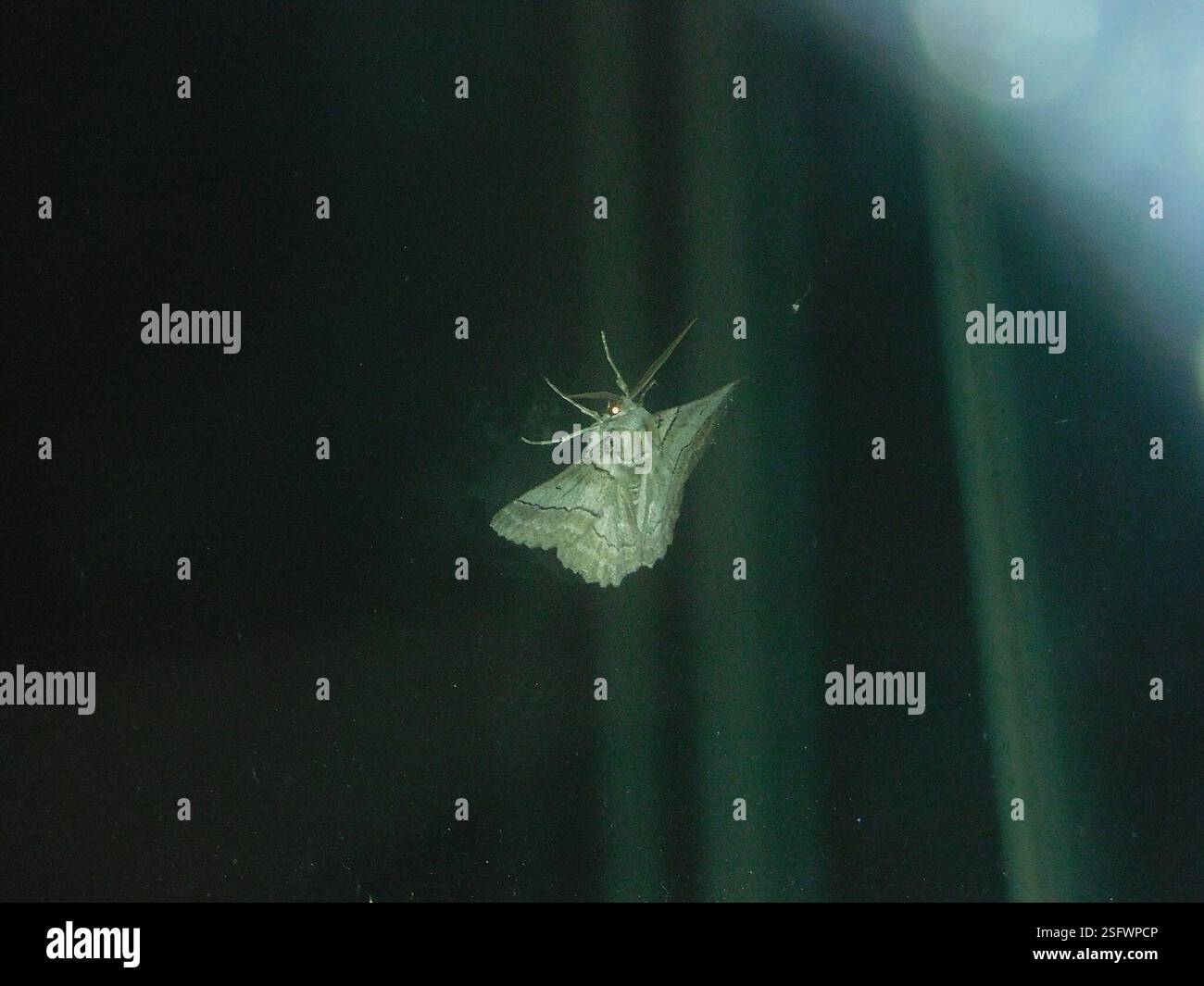 Varied Grey Moth (Hypobapta tachyhalotaria), Insecta, Hobart TAS ...
