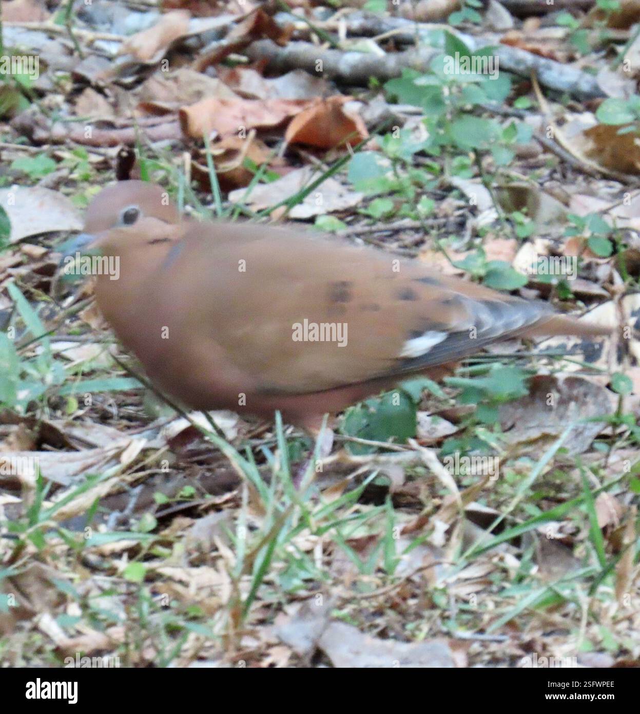 Zenaida Dove (Zenaida aurita), Aves, Carretera Playa Girón - Yaguaramas ...