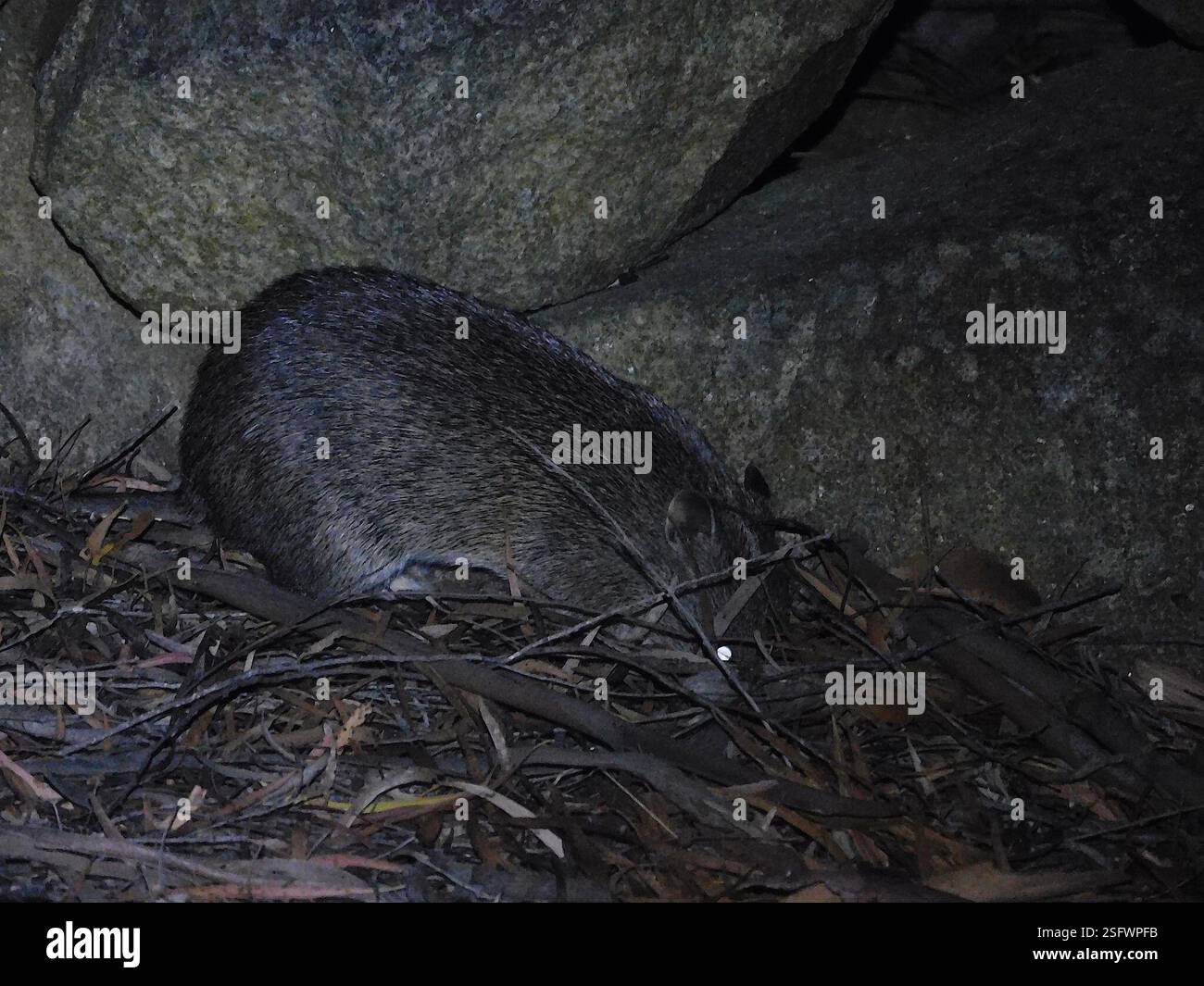 Southern Brown Bandicoot (Isoodon obesulus), Mammalia, Hobart TAS ...
