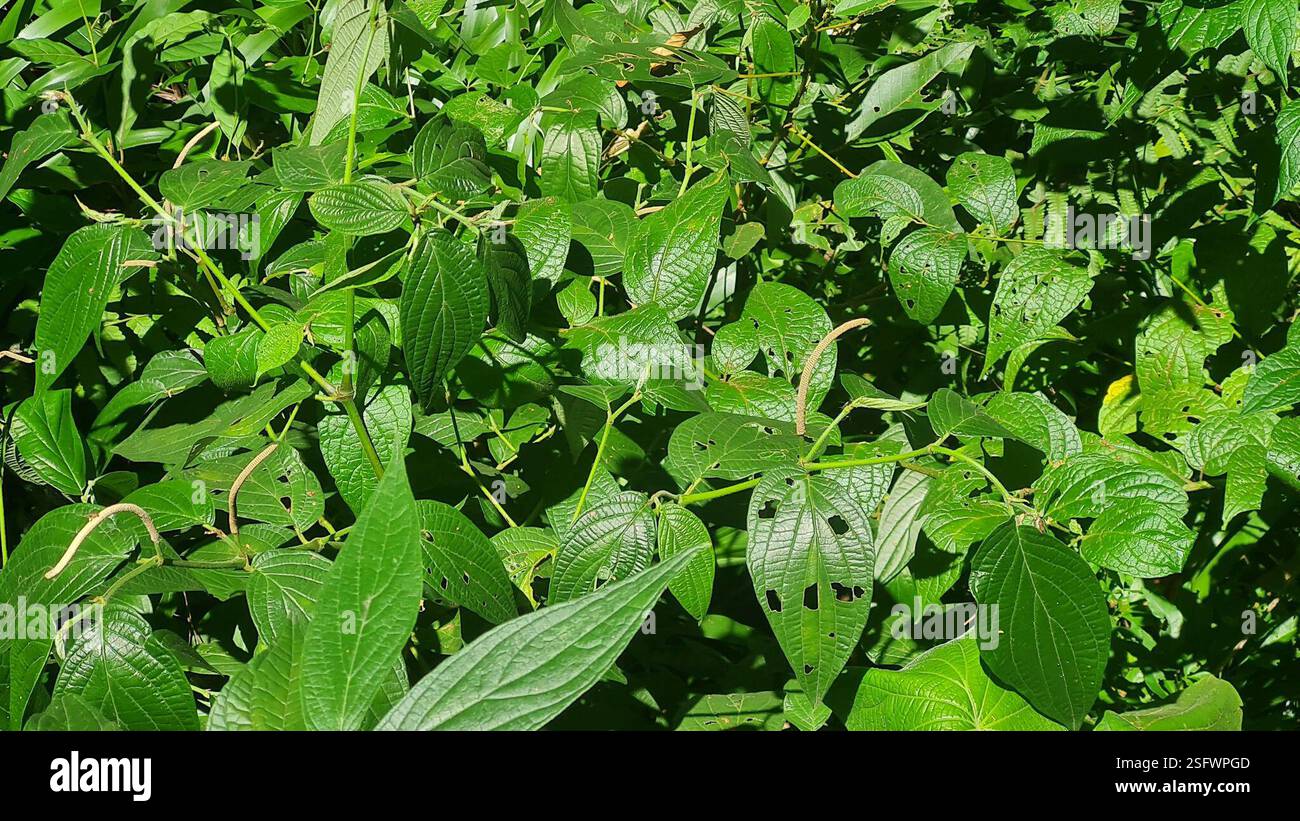 pepper plants (Piper), Plantae, Araçariguama, SP, 18147-000, Brasil ...