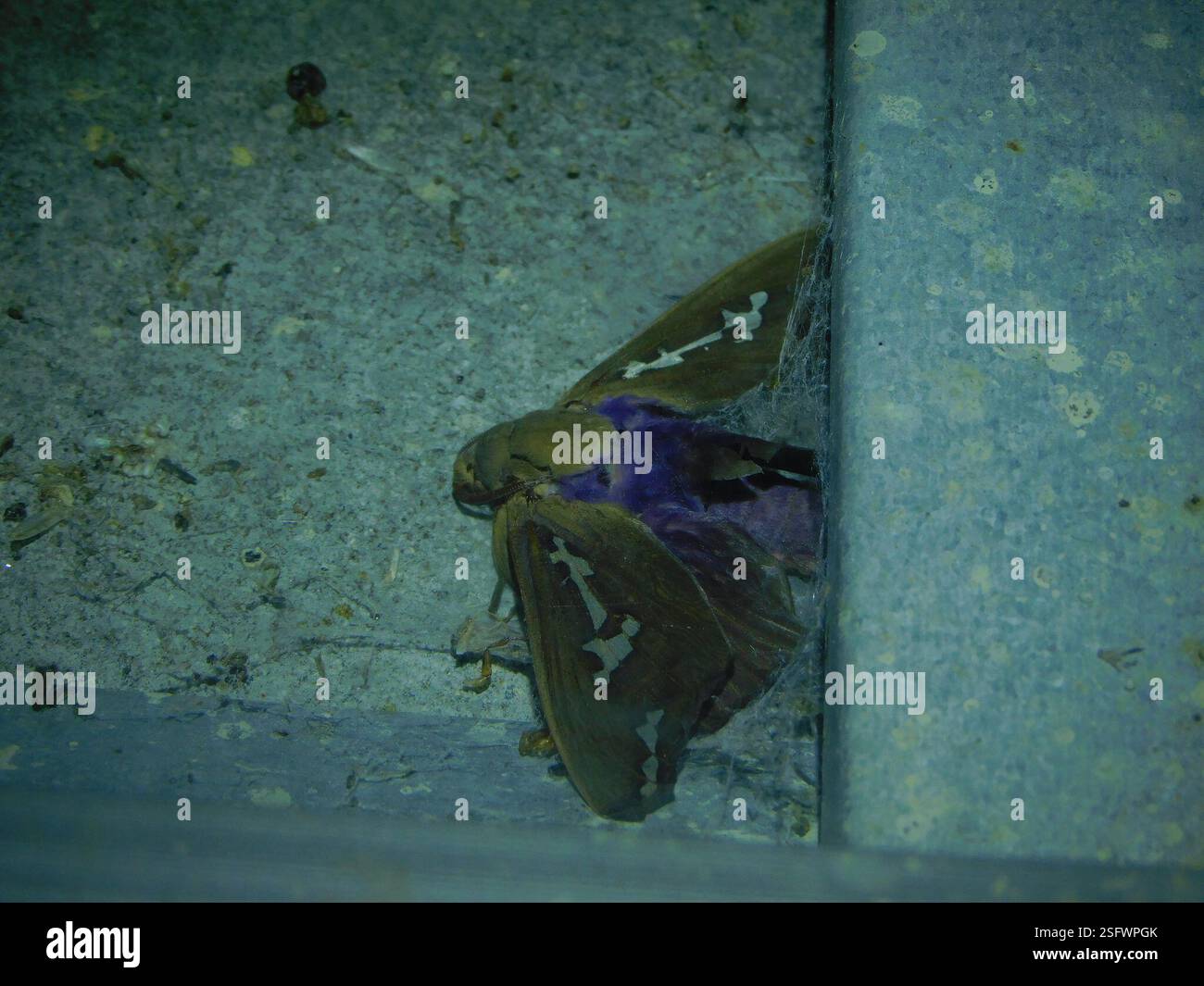 Mustard Ghost Moth (Abantiades hyalinatus), Insecta, Hobart TAS ...