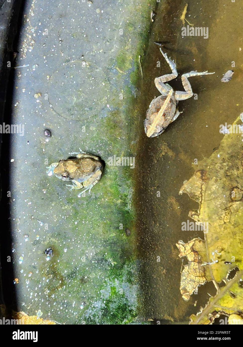 Ornate Burrowing Frog (Platyplectrum ornatum), Amphibia, Bouldercombe ...