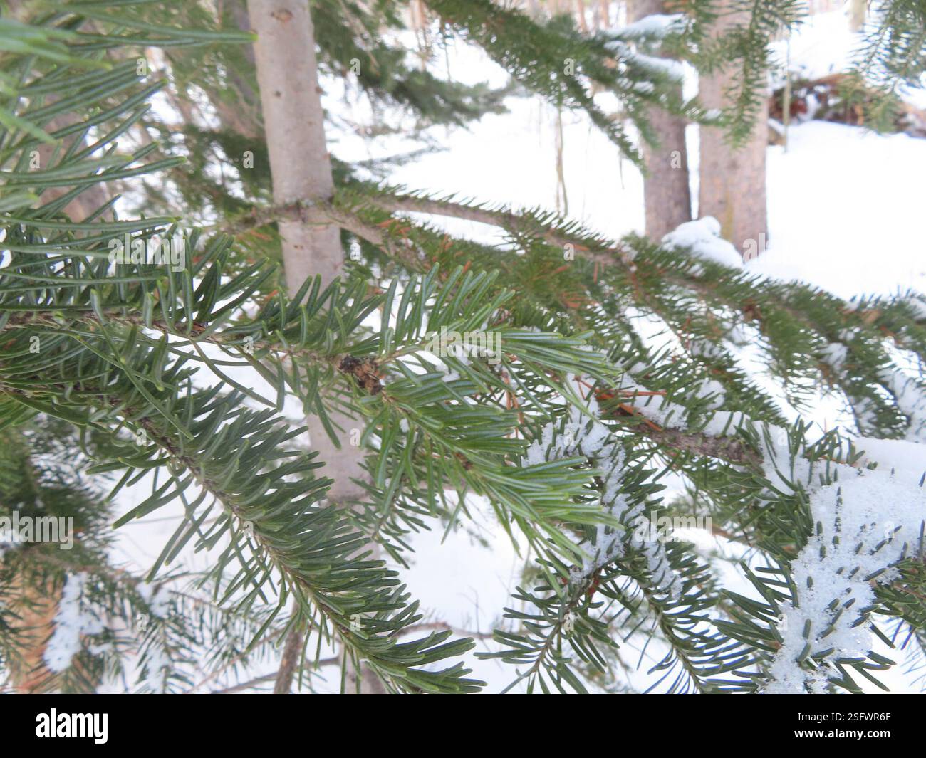 subalpine fir (Abies lasiocarpa), Plantae, Summit County, CO, USA Stock ...