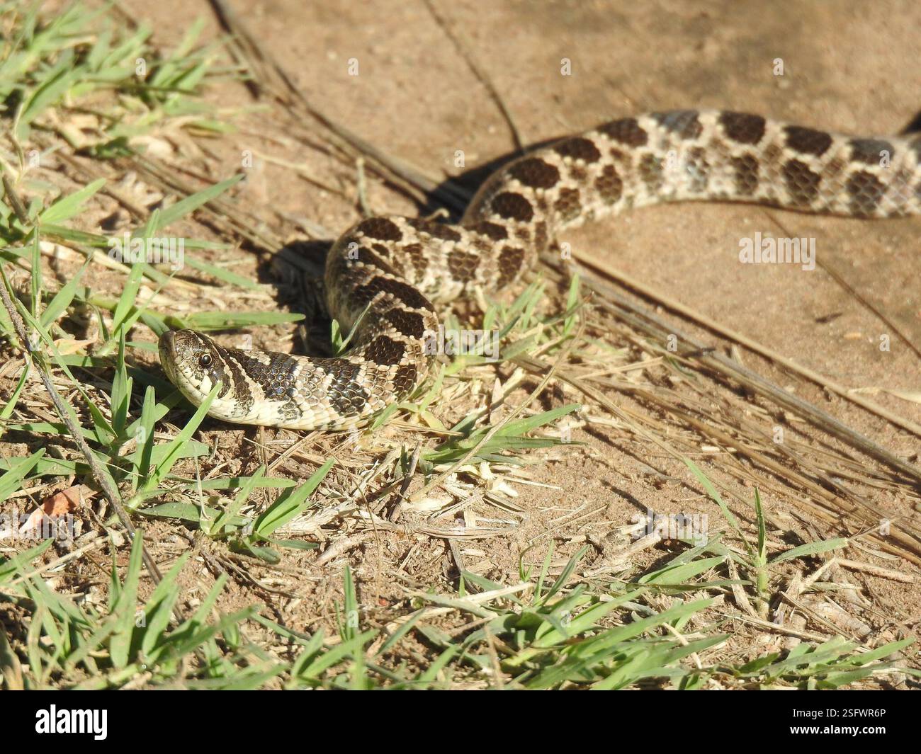 South American Hognose Snake (Xenodon dorbignyi), Reptilia, Maracó, La ...