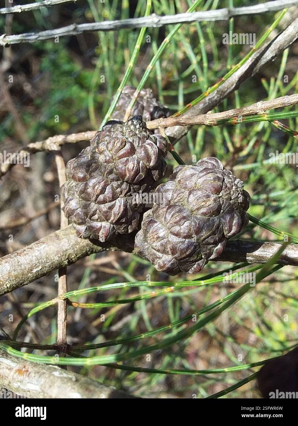 slaty sheoak (Allocasuarina muelleriana), Plantae, Crafers SA 5152 ...