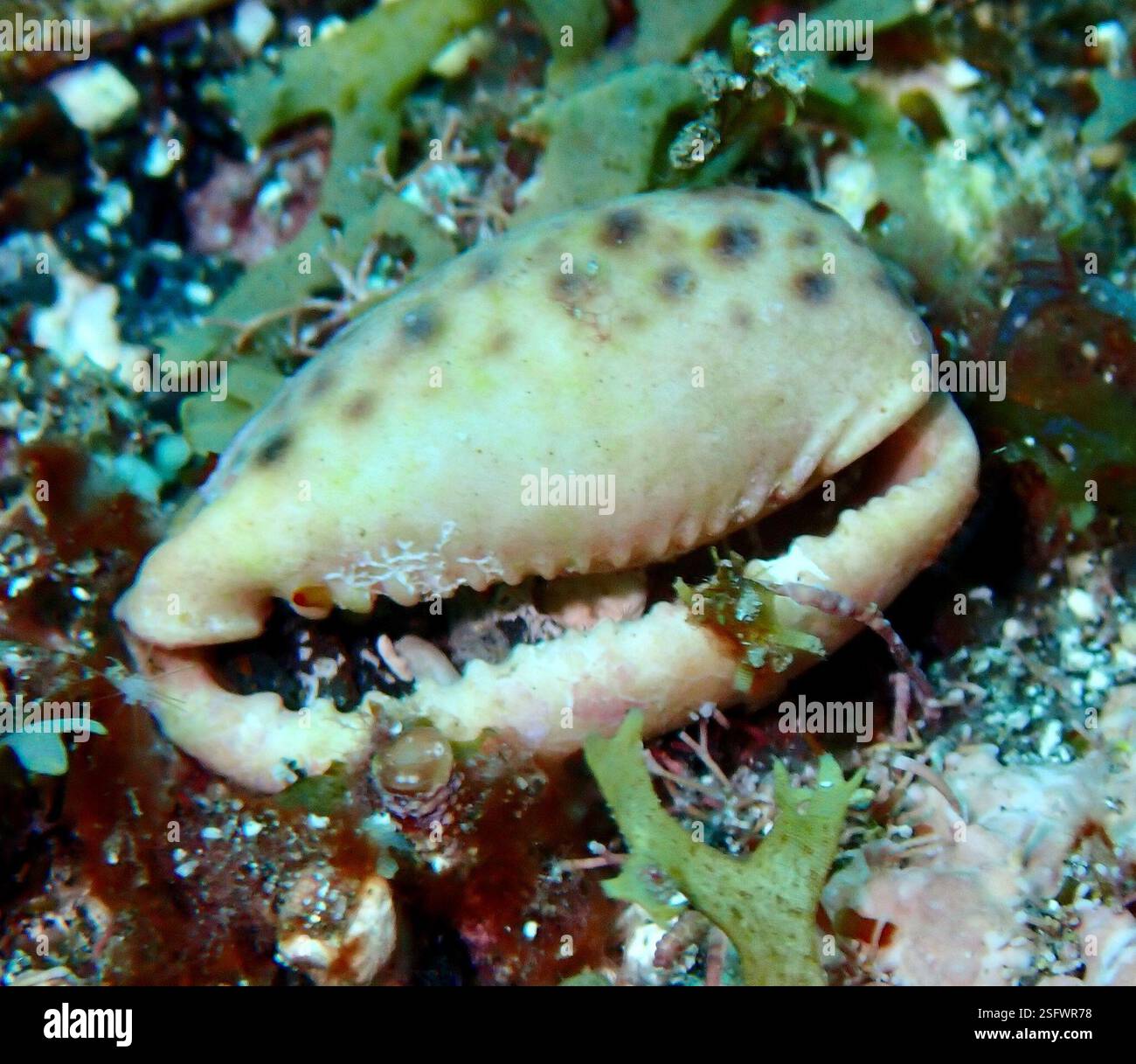 (Naria spurca verdensium), Mollusca, Baía Entre Picos, Cape Verde, CV ...