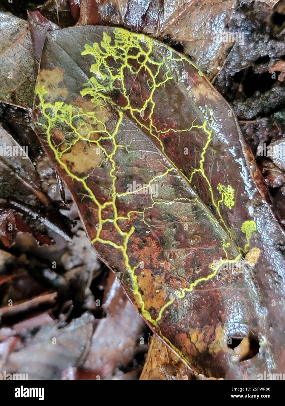true slime molds (Myxomycetes), Protozoa, San Gregorio, CA, USA Stock ...