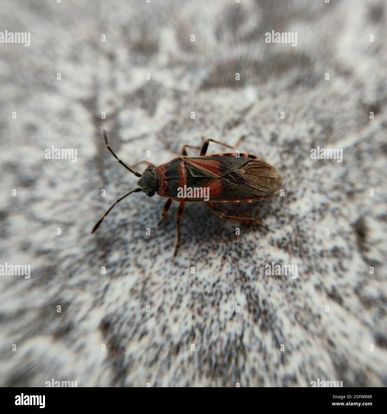Elm Seed Bug (Arocatus melanocephalus), Insecta, 4000 Staria grad ...