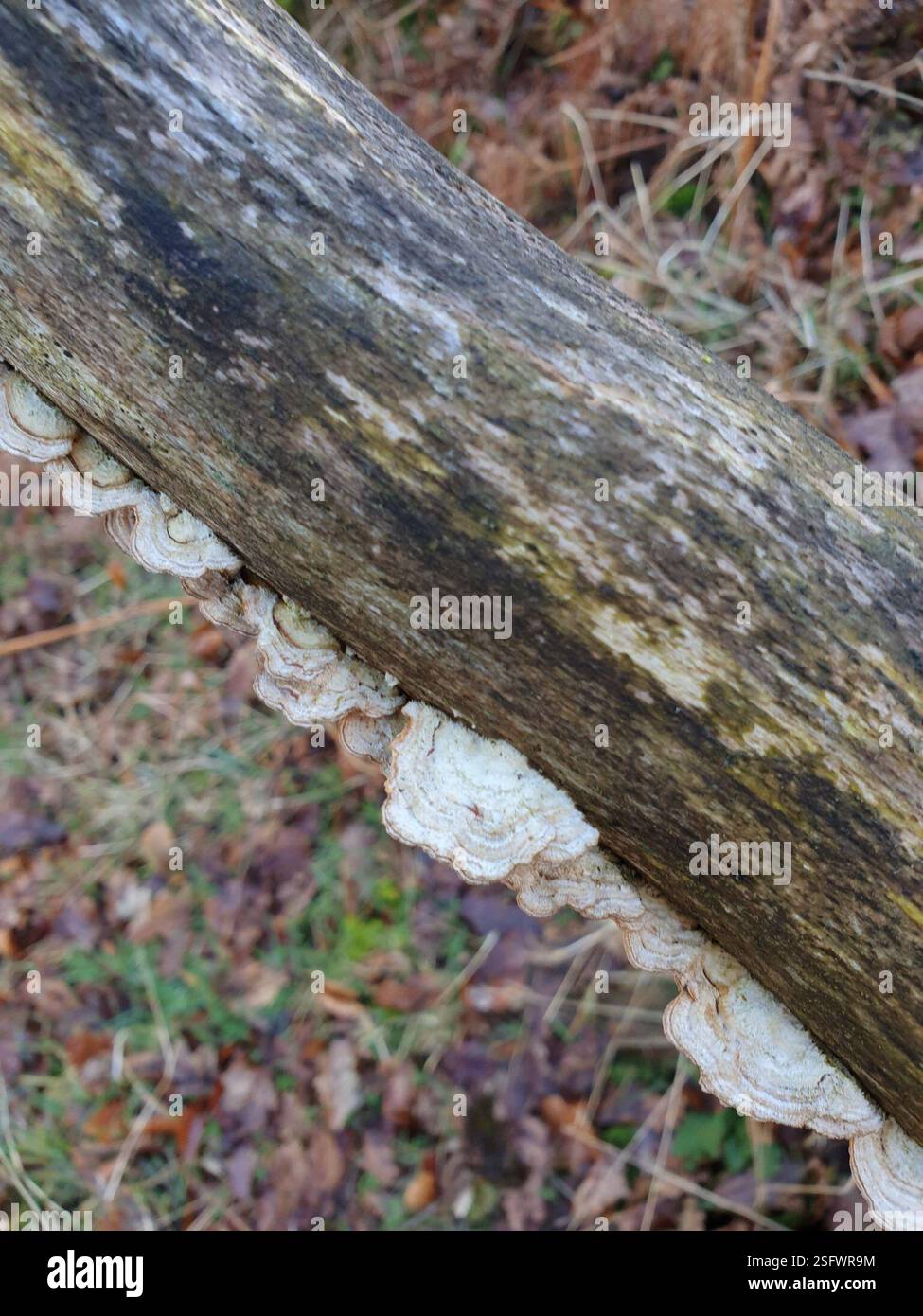 (Stereum), Fungi, Tynron, Thornhill DG3 4LD, UK Stock Photo - Alamy