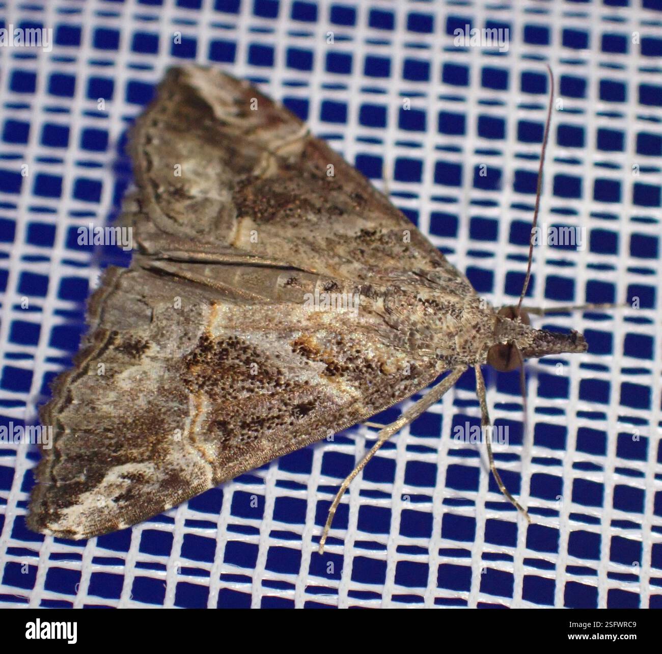 Lantana Defoliator (Hypena laceratalis), Insecta, Santo Antão, Cape ...