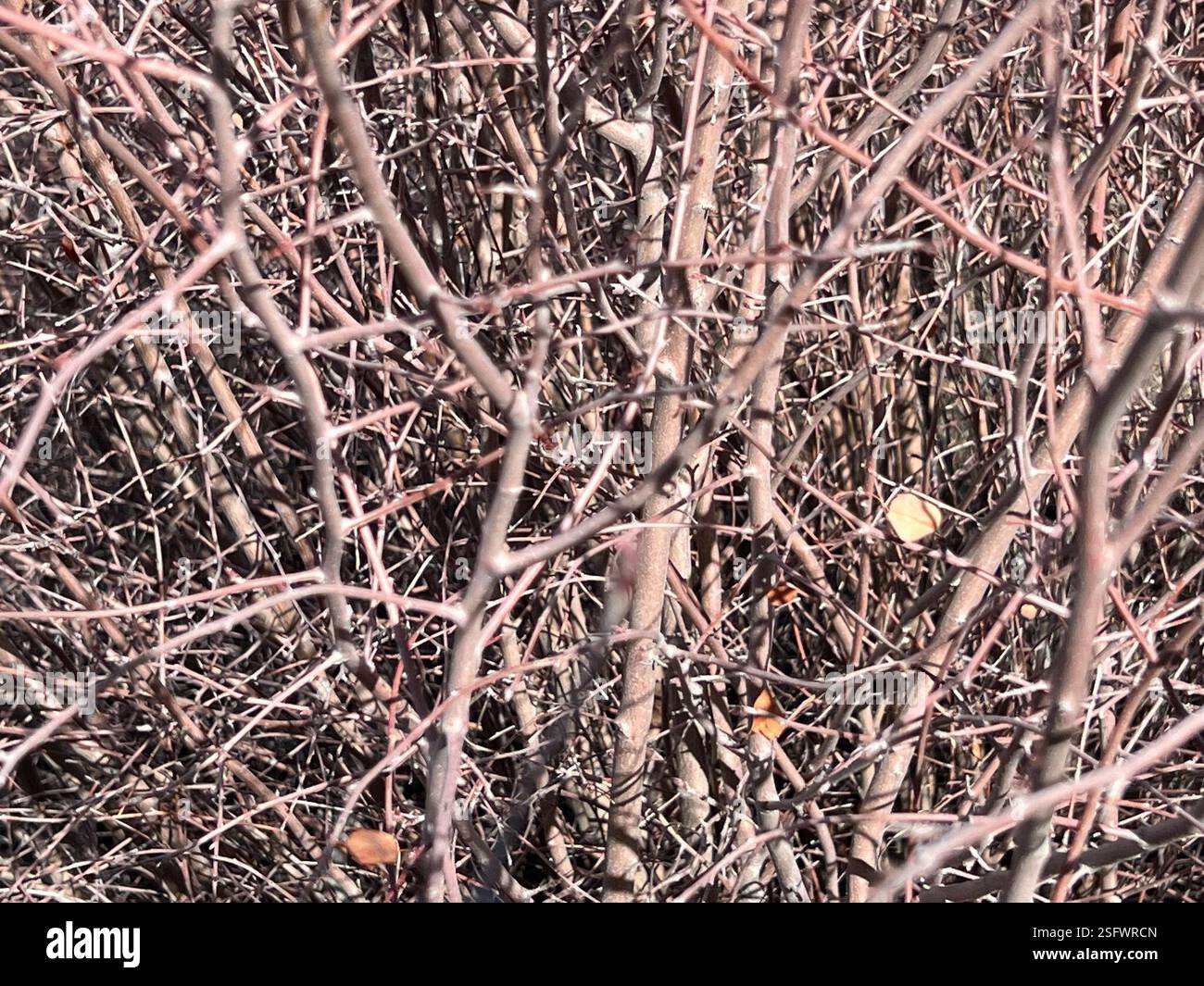 red willow (Salix laevigata), Plantae, Angeles National Forest ...