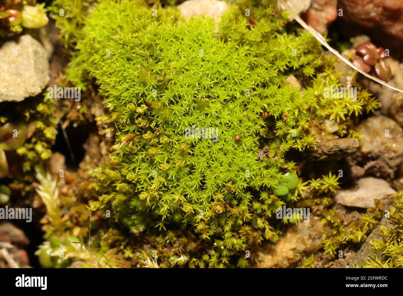 Bird's-Claw Beard-Moss (Barbula unguiculata), Plantae, Lunt Meadows ...