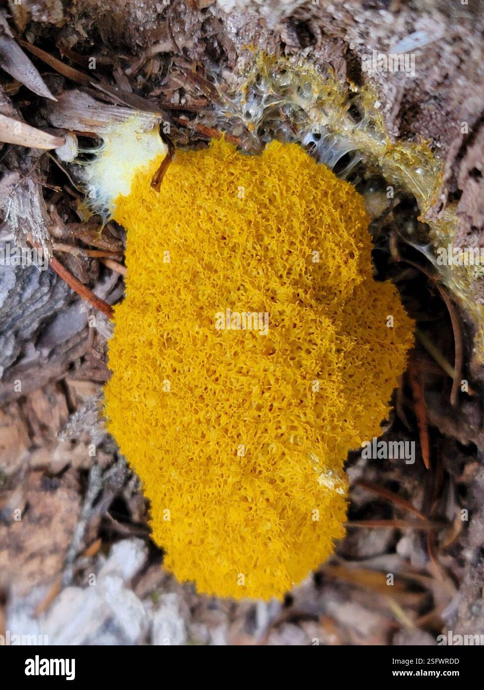 Dog Vomit Slime Mold (Fuligo septica), Protozoa, 6, Torrent Bay 7183 ...